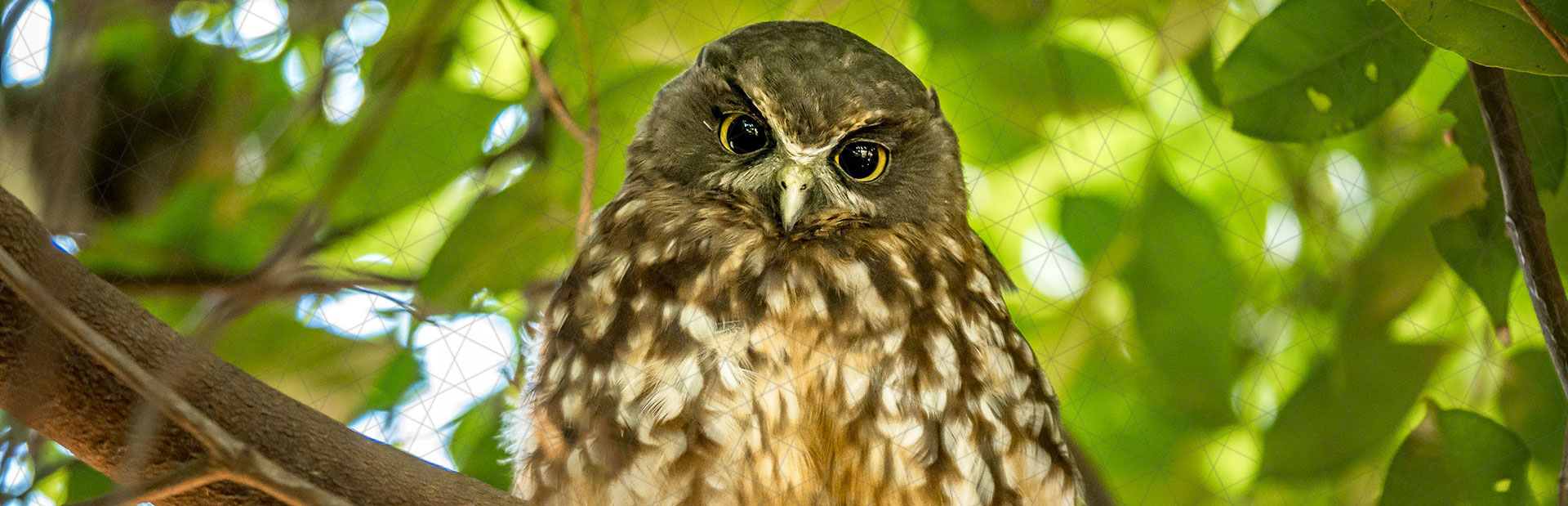 New Zealand Morepork Owl Fridge Magnets - Moreporks New Zealand